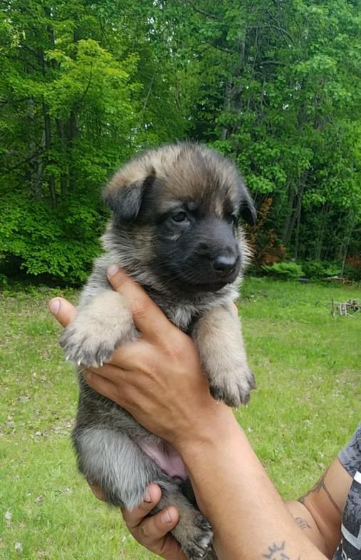 German Shepherd Puppies For Sale | Seattle, WA #208146