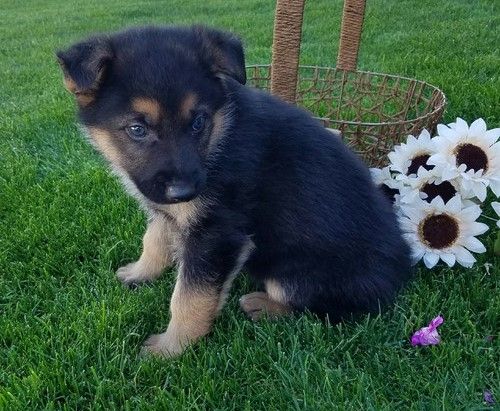 German Shepherd Puppies For Sale | Seattle, WA #214389