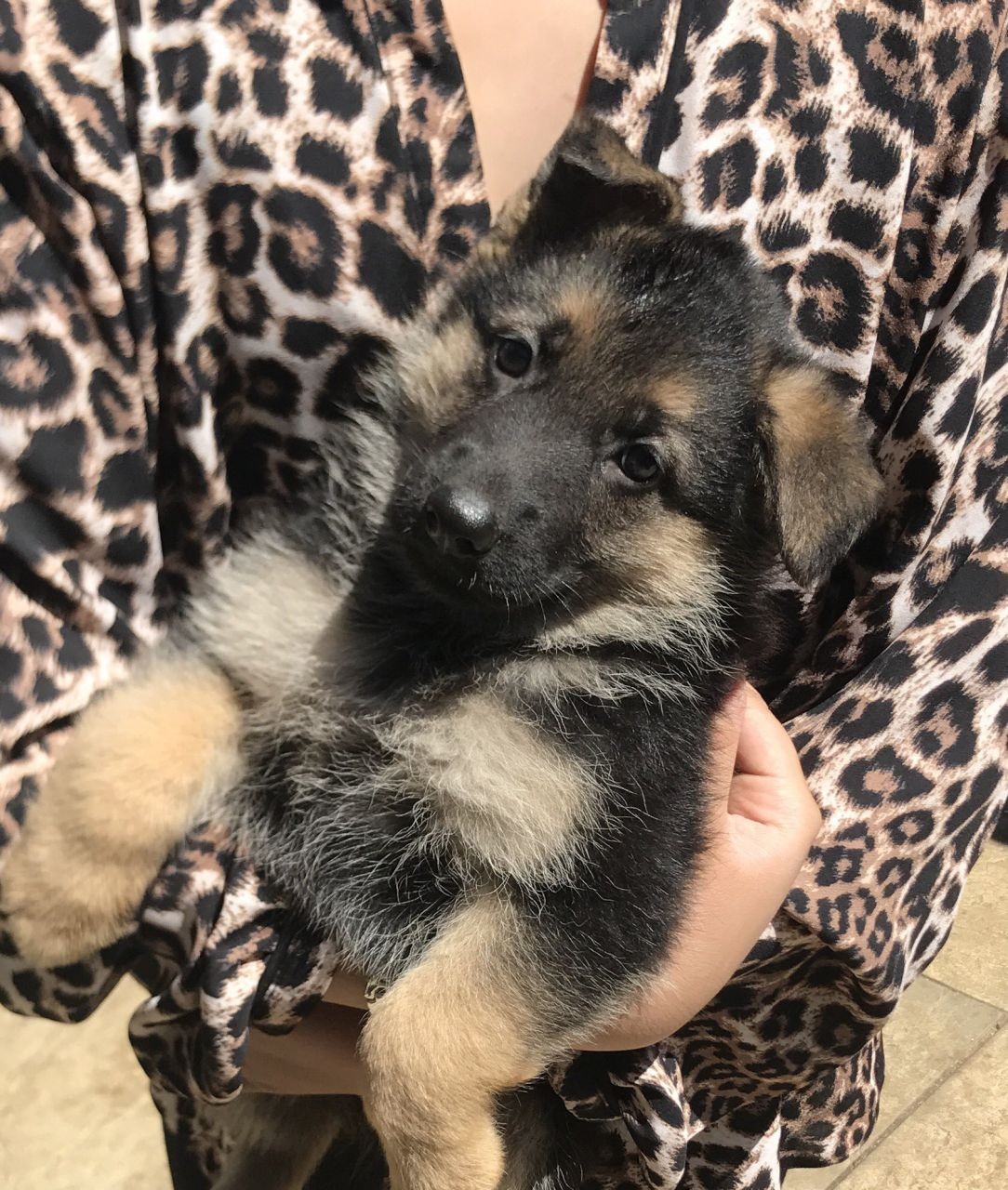 German Shepherd Puppies For Sale | Michigan City, IN #246447