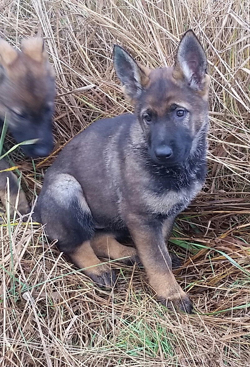 German Shepherd Puppies For Sale | Port Townsend, WA #253948