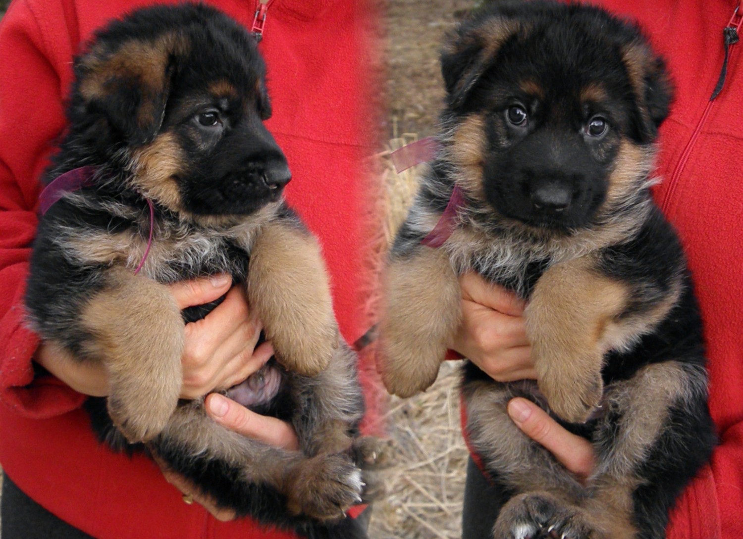 German Shepherd Puppies For Sale | Edmonton, AB #258111