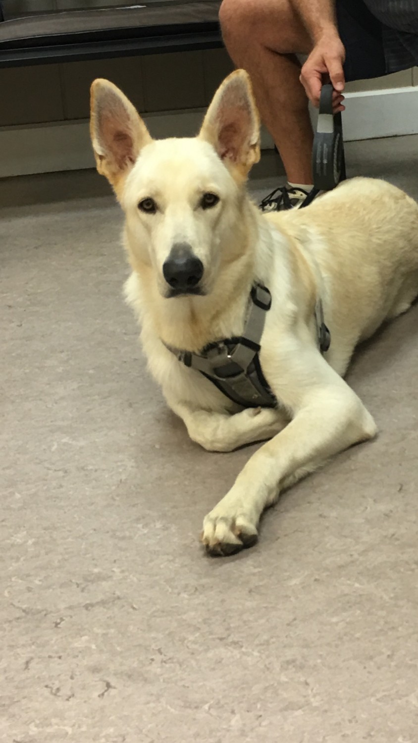 German Shepherd Puppies For Sale | Linwood, NC #260881