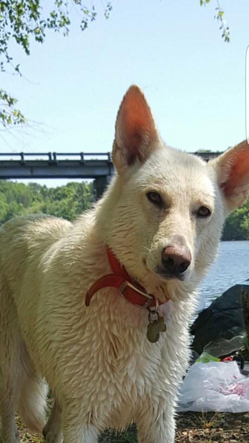 German Shepherd Puppies For Sale | Linwood, NC #260881