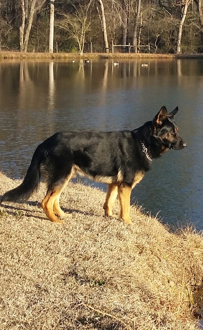 German Shepherd Puppies For Sale | Raleigh, NC #273774