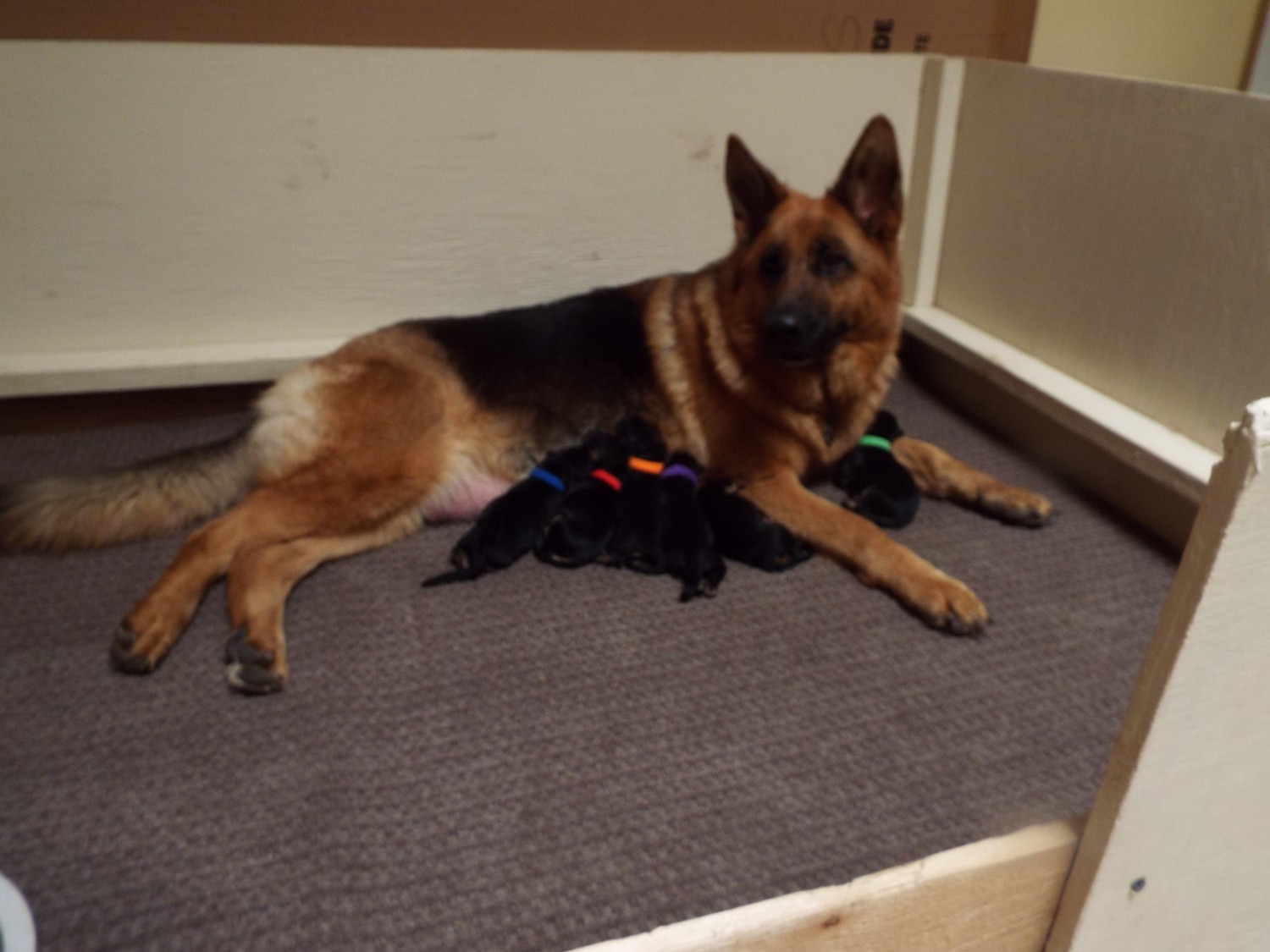 German Shepherd Puppies For Sale | Dallas, TX #277599