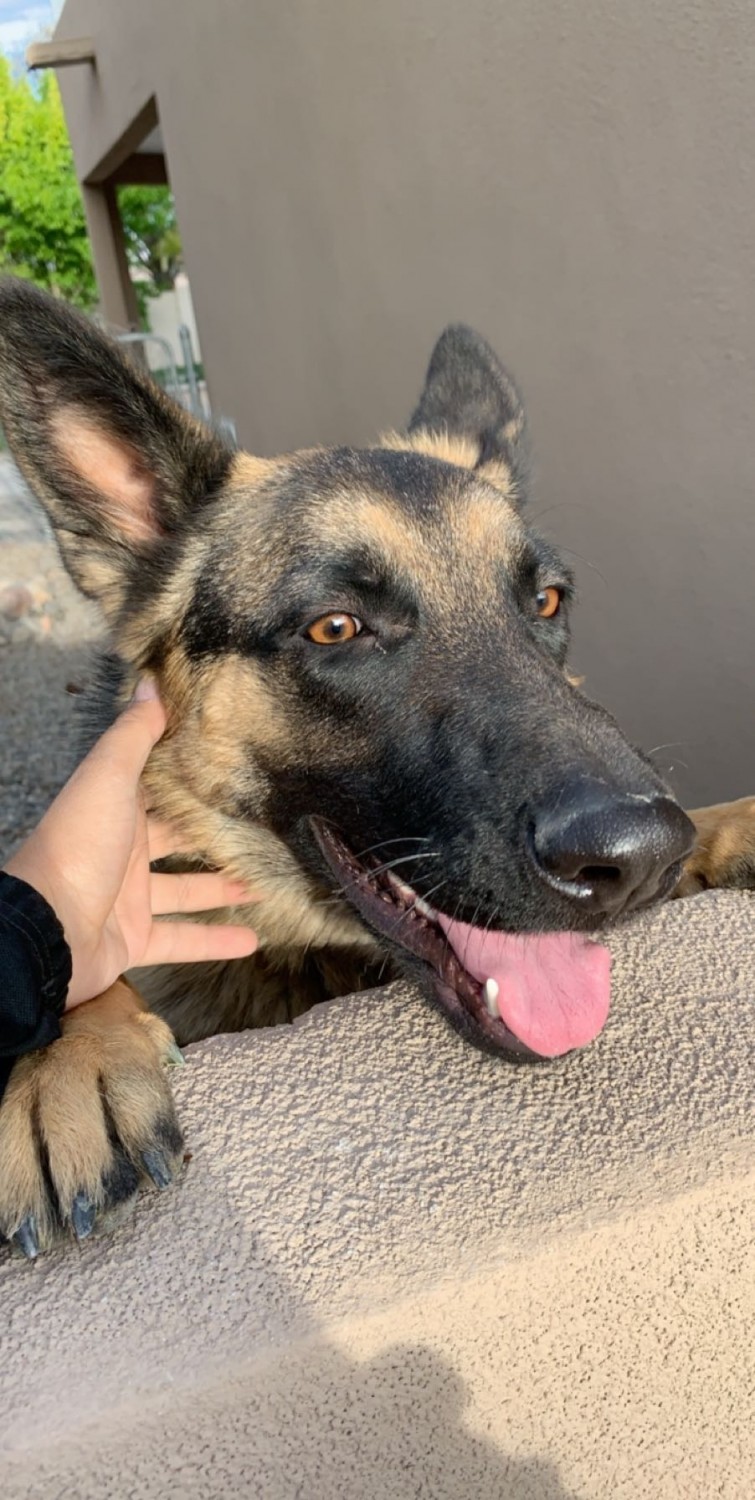 German Shepherd Puppies For Sale | Rio Rancho, NM #301783