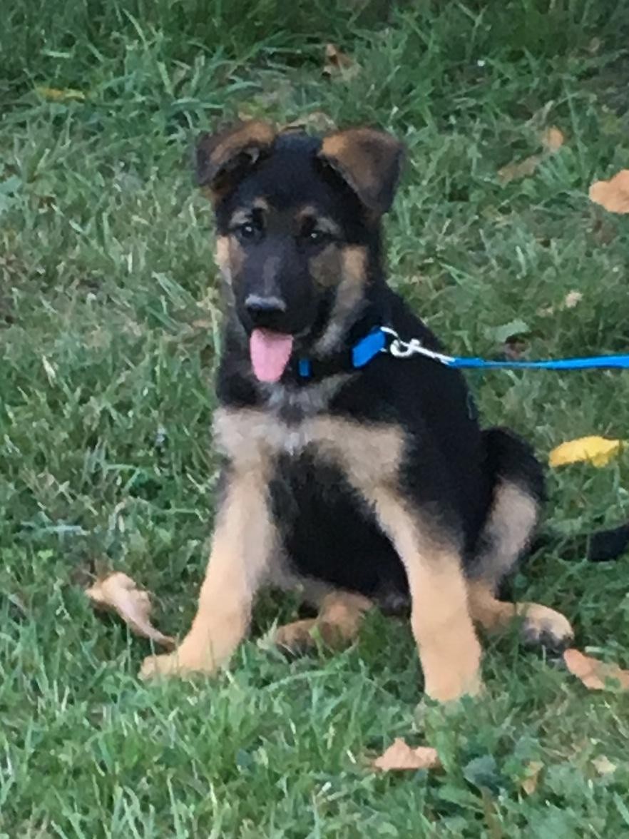German Shepherd Puppies For Sale | Colville, WA #309952