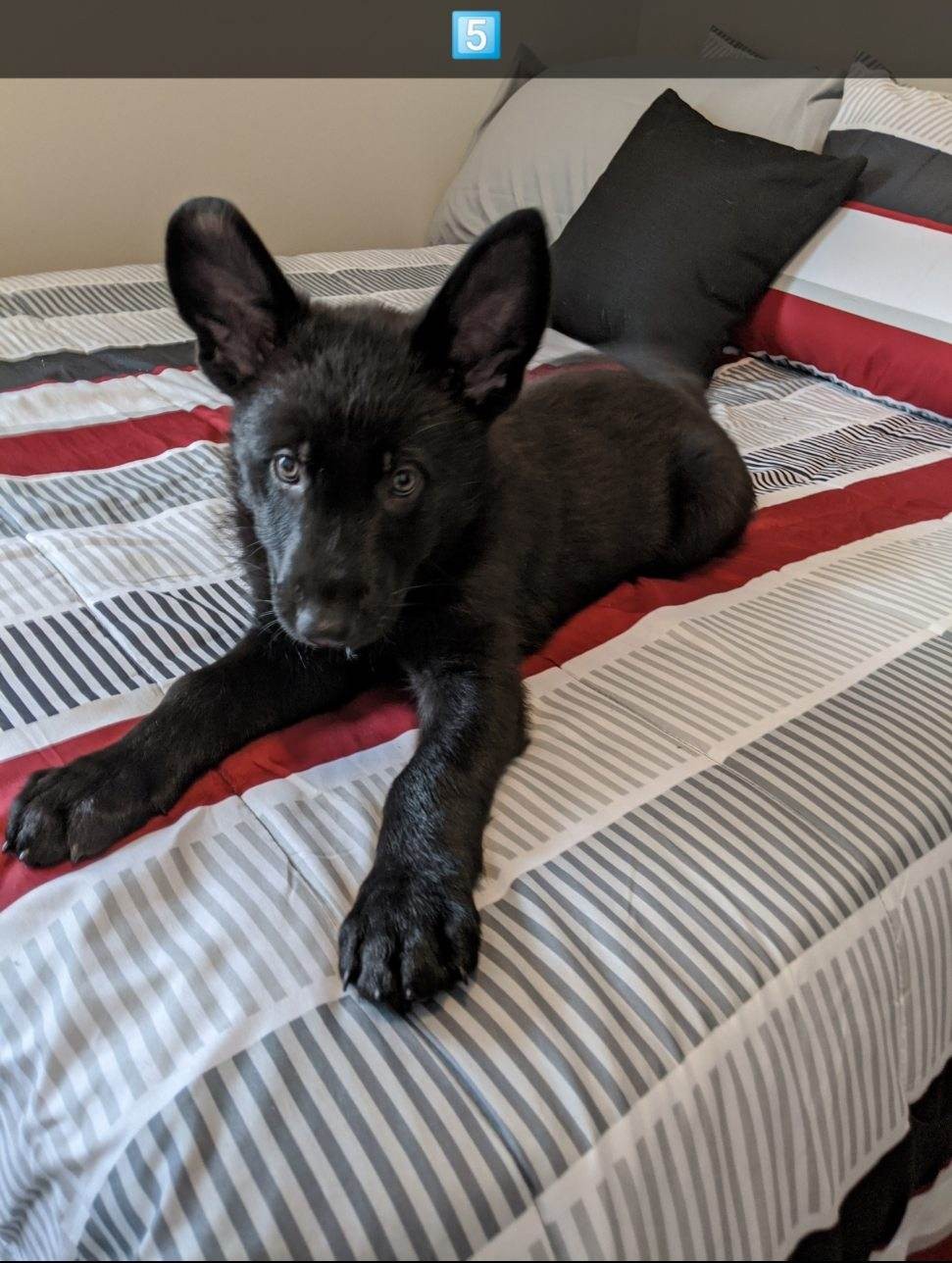 German Shepherd Puppies For Sale | Lakeville, MN #322463