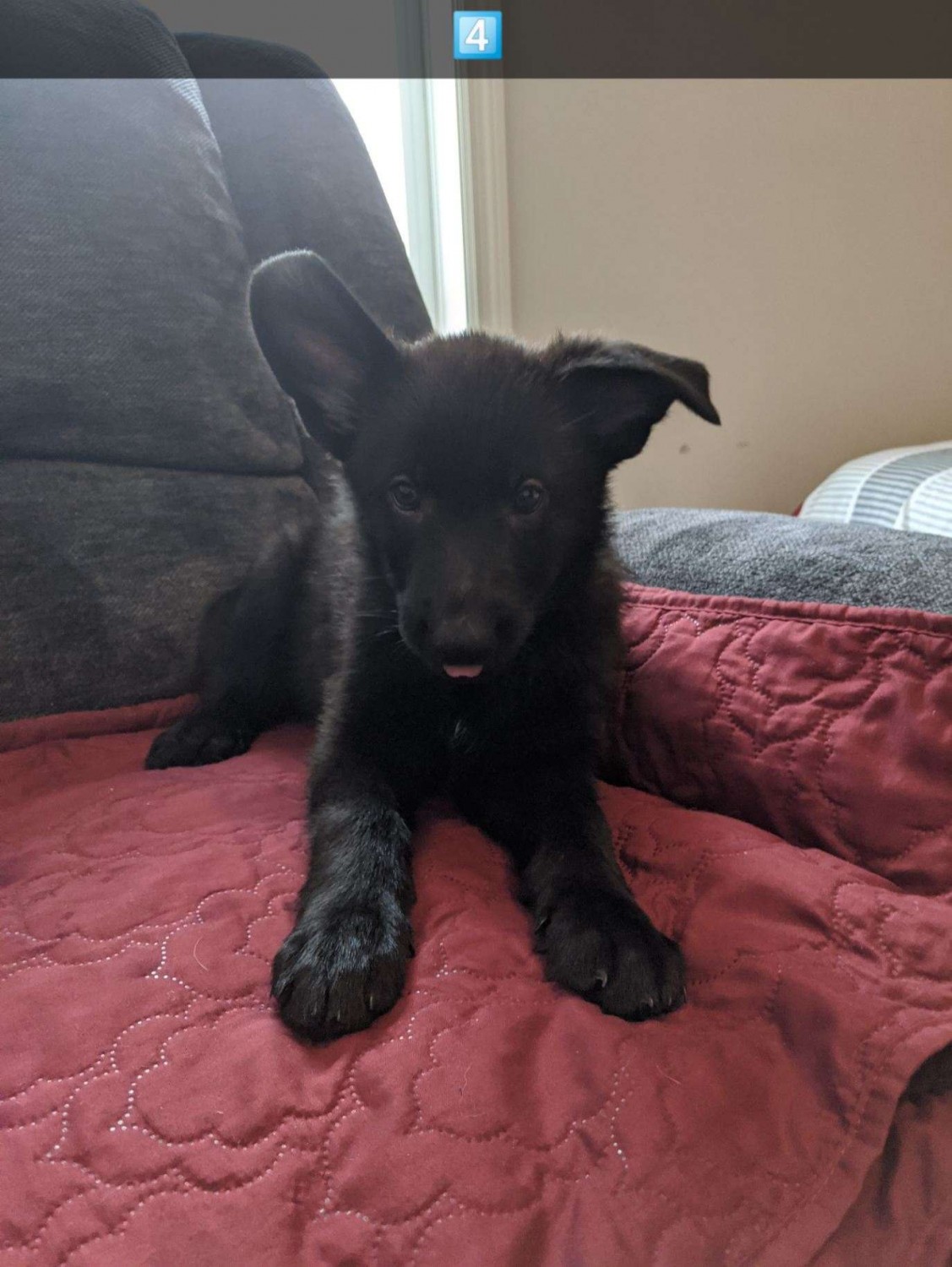 German Shepherd Puppies For Sale | Lakeville, MN #322463