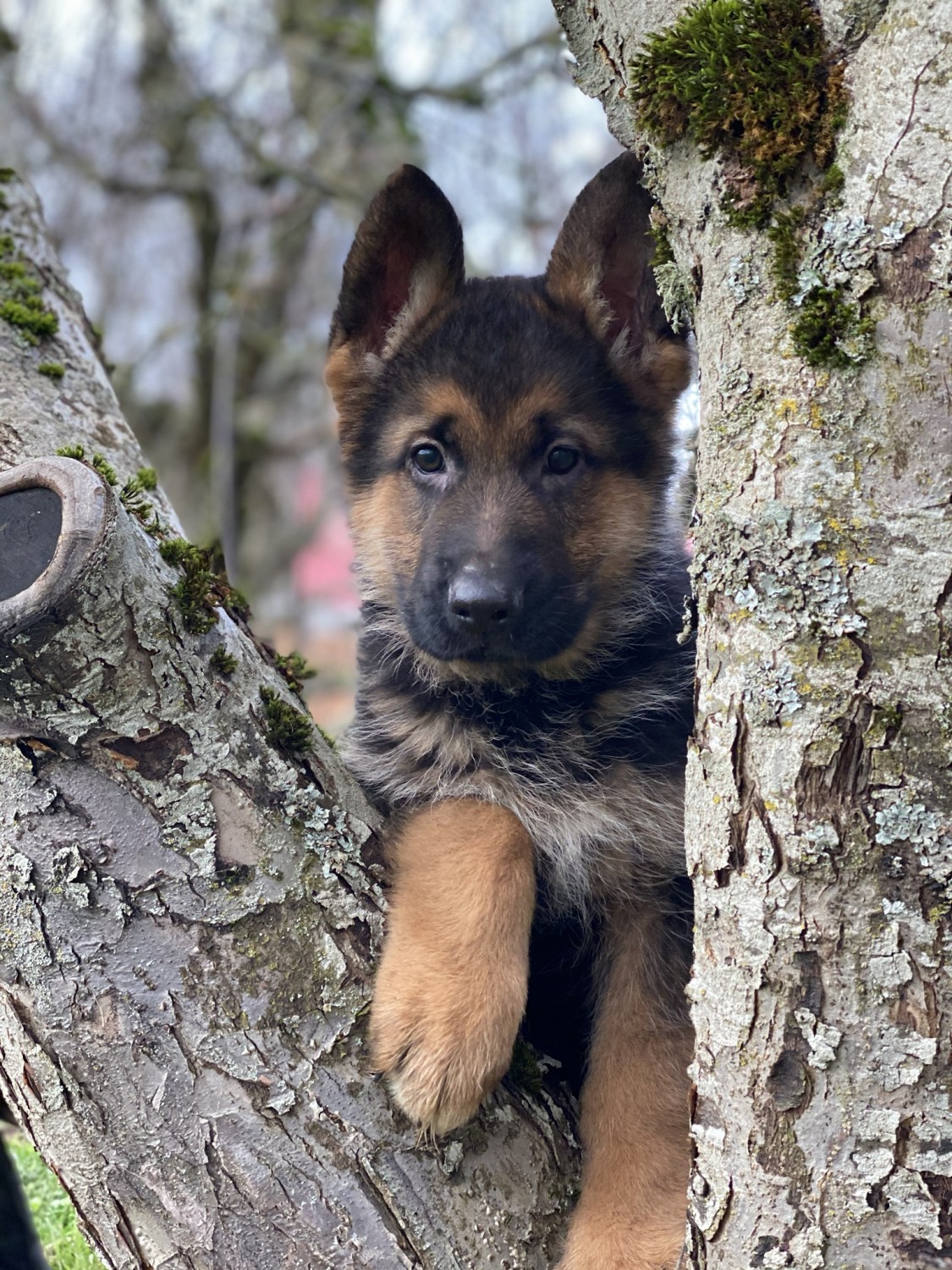German Shepherd Puppies For Sale | Vancouver, WA #322501