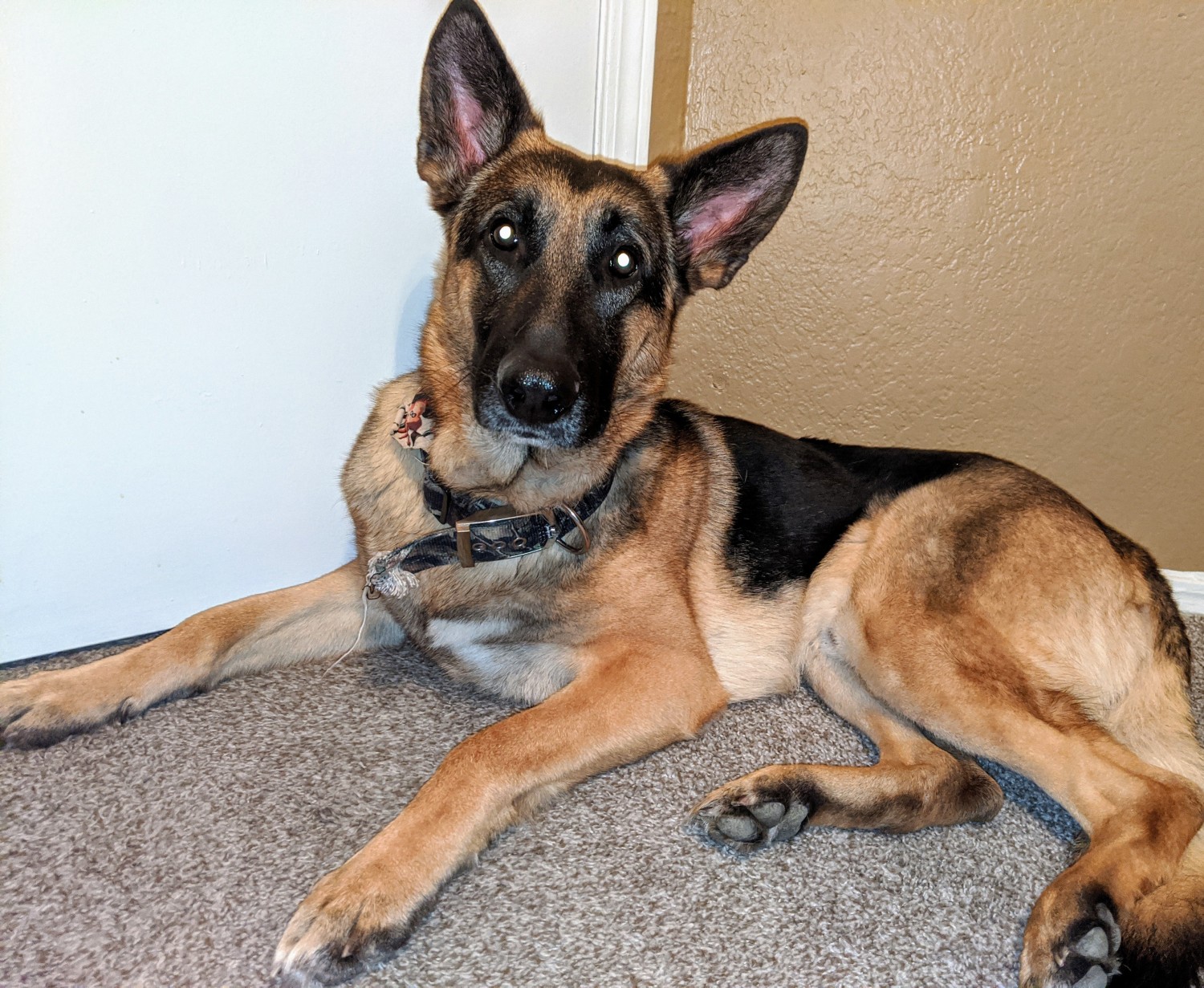 German Shepherd Puppies For Sale | Dallas, TX #324646