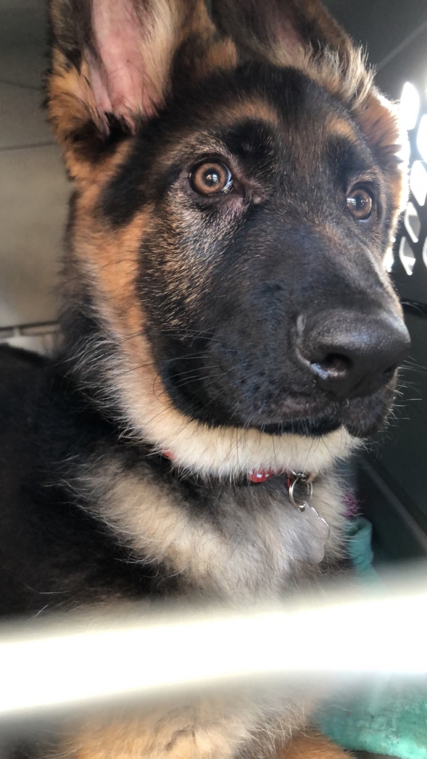 German Shepherd Puppies For Sale | Shoreline, WA #325350