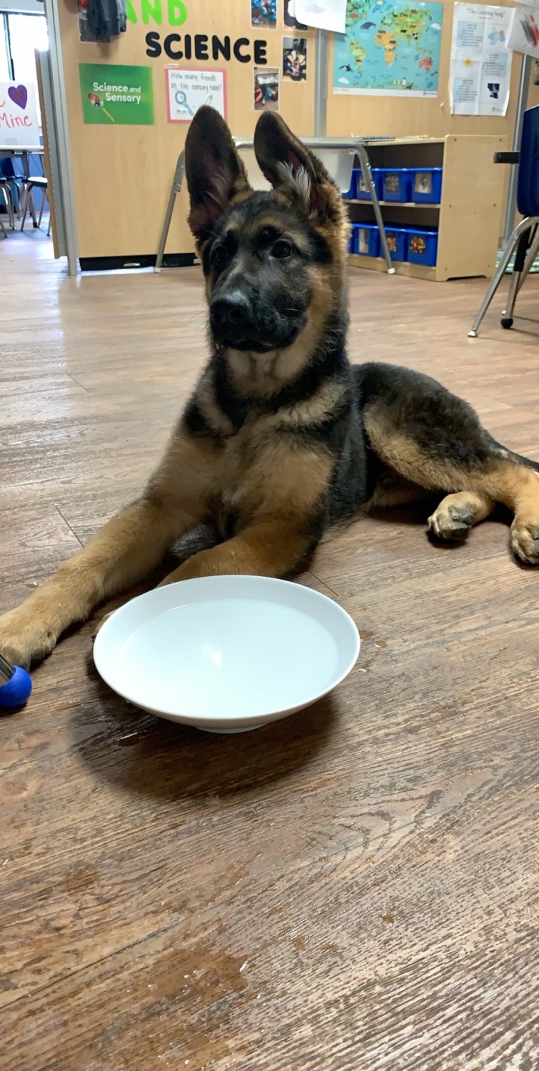 German Shepherd Puppies For Sale | Shoreline, WA #325350