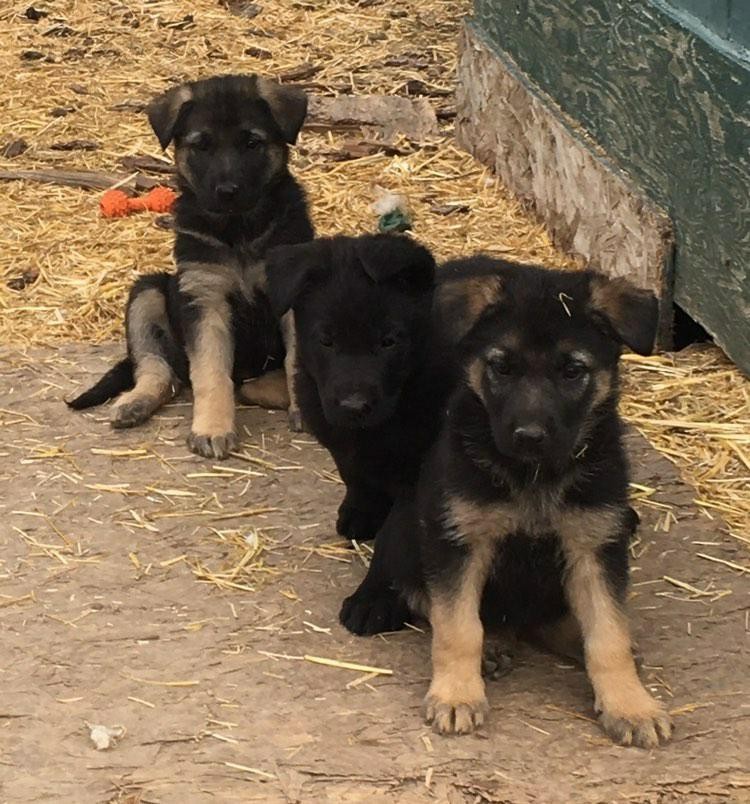 German Shepherd Puppies For Sale | Colville, WA #327512