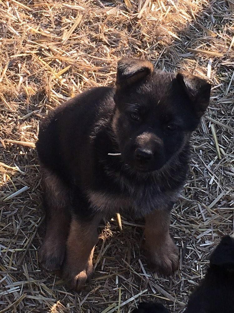German Shepherd Puppies For Sale | Colville, WA #327512