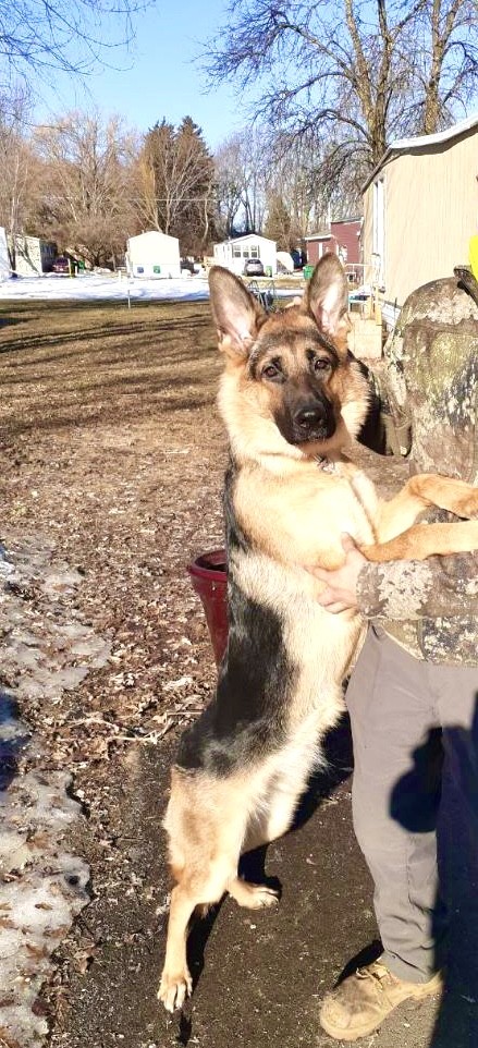 German Shepherd Puppies For Sale | Faribault, MN #328159