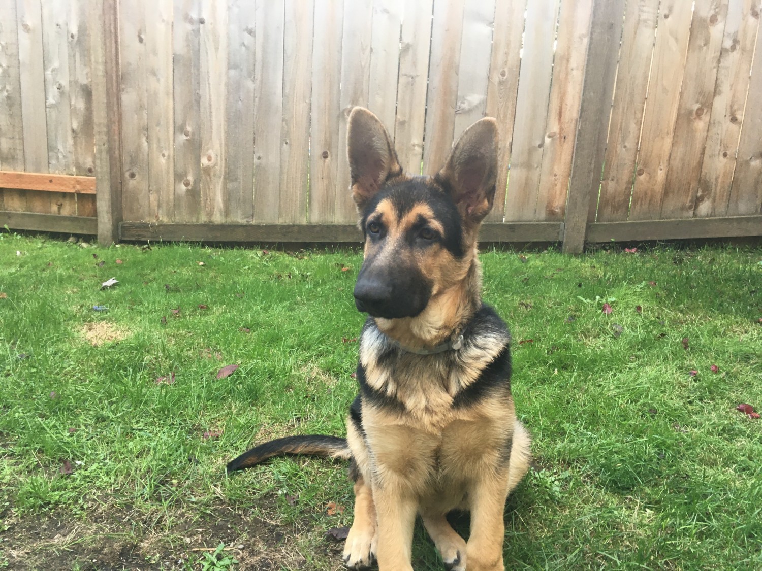 German Shepherd Puppies For Sale | Tacoma, WA #339395