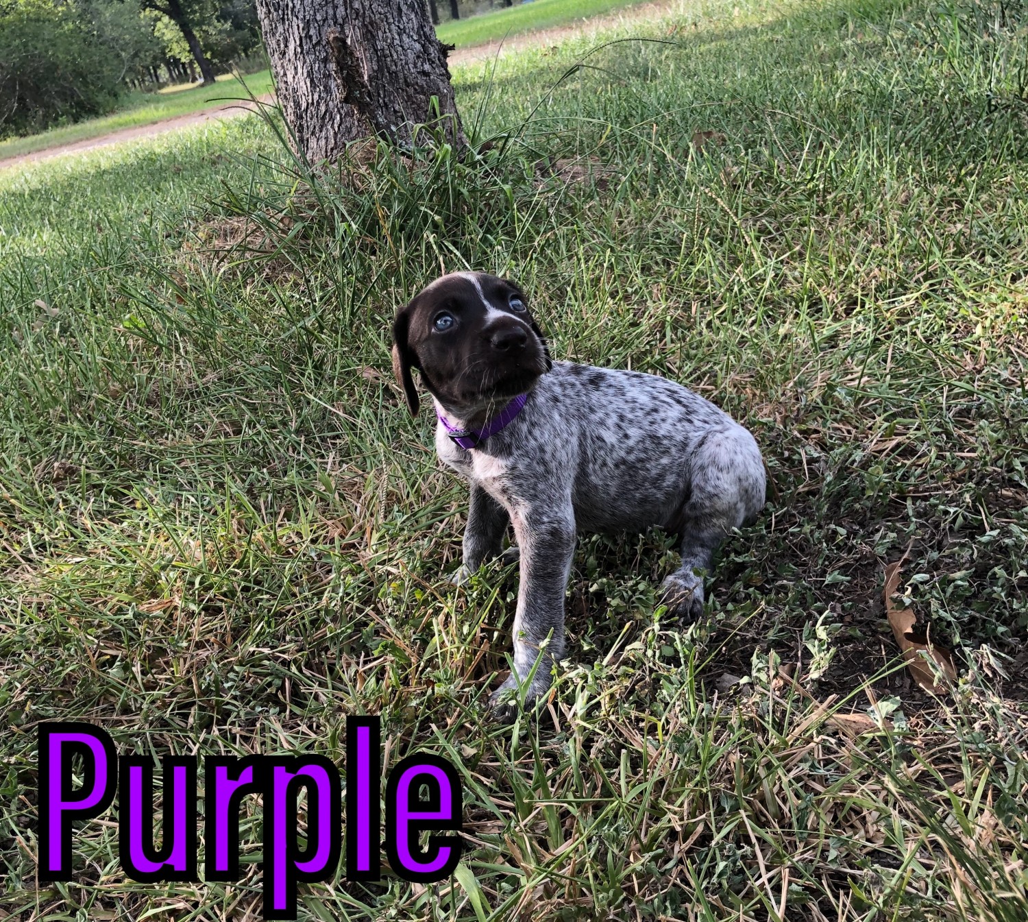 German Shorthaired Pointer Puppies For Sale | Goliad, TX #304336