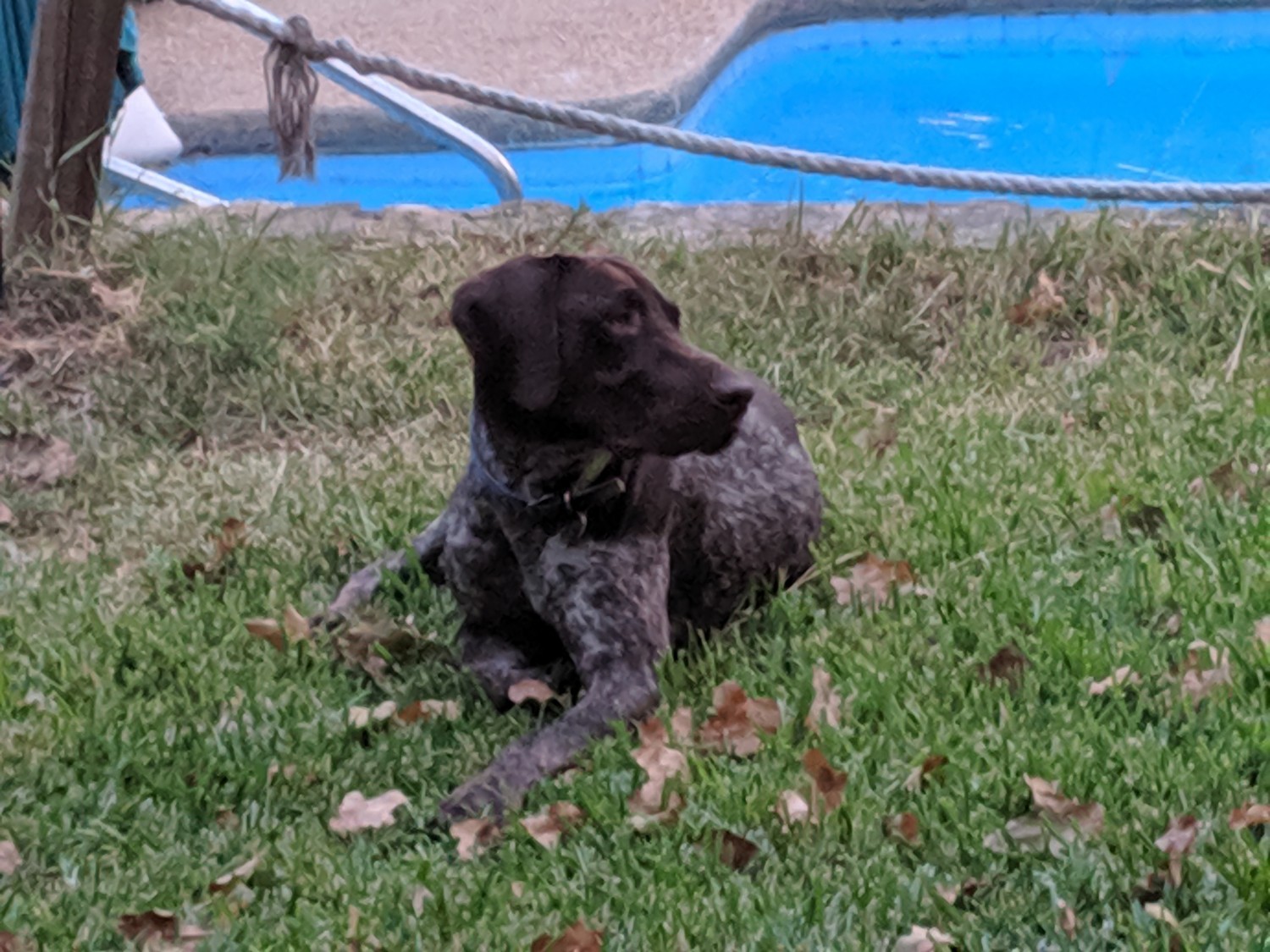 German Shorthaired Pointer Puppies For Sale | Weatherford, TX #312149