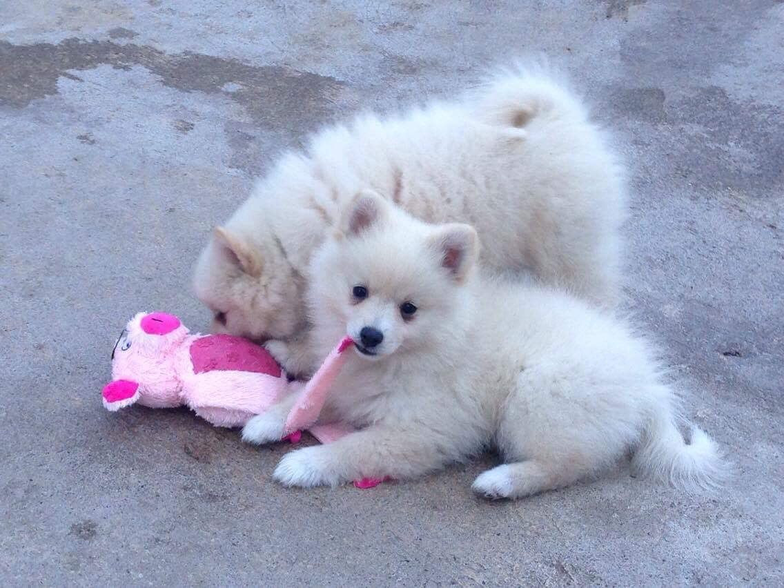 German Spitz (Klein) Puppies For Sale | Atlanta, GA #200413