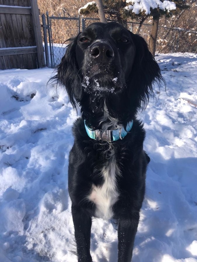 Springer Spaniel Golden Retriever Mix Puppies