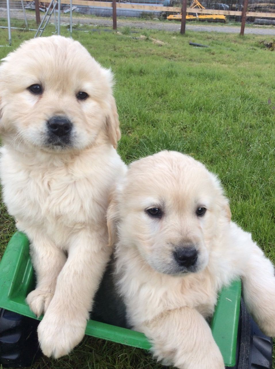 Golden Retriever Puppies For Sale | San Francisco, CA #331606