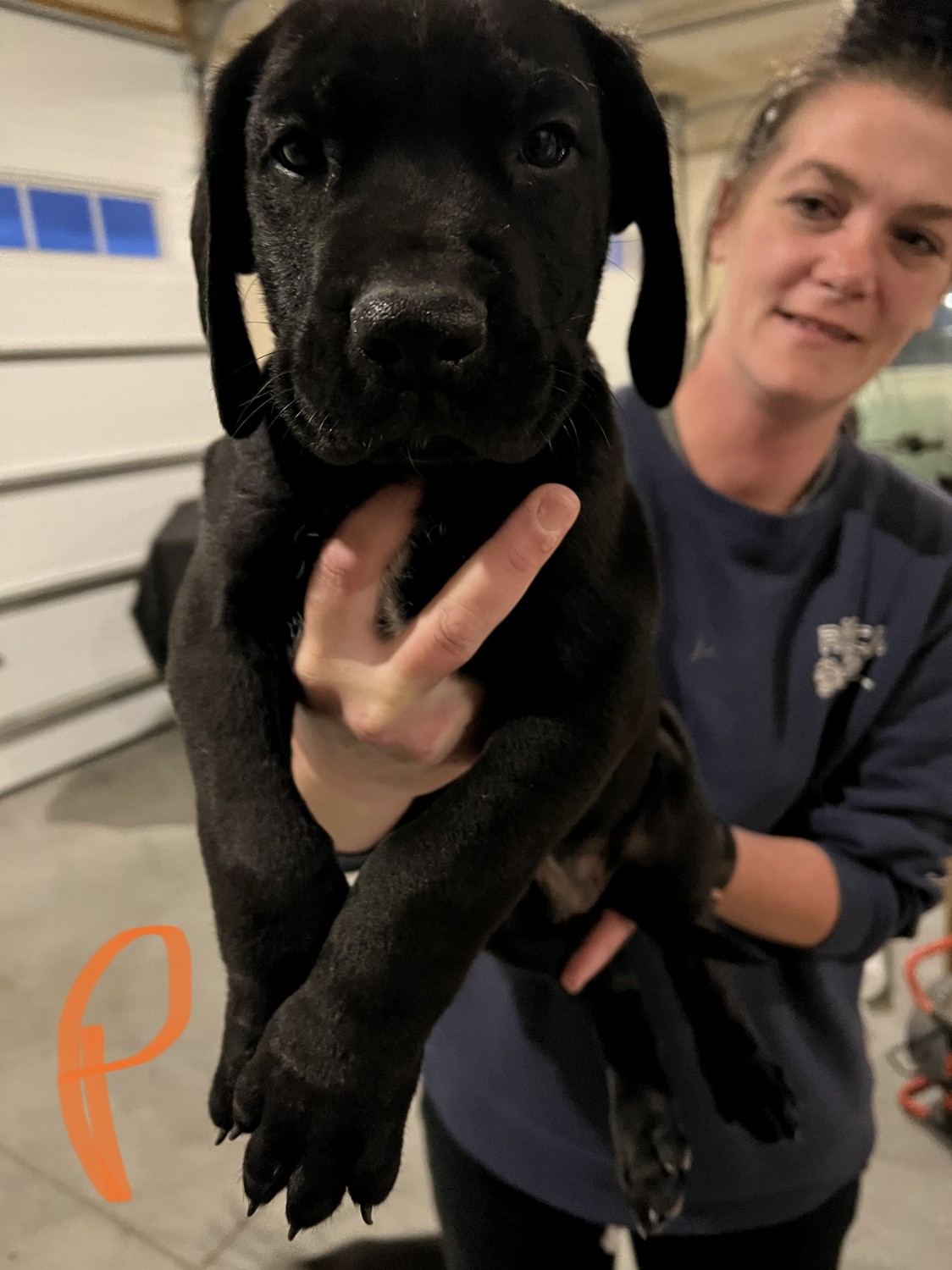 Great Dane Puppies For Sale | Idaho Falls, ID #419178