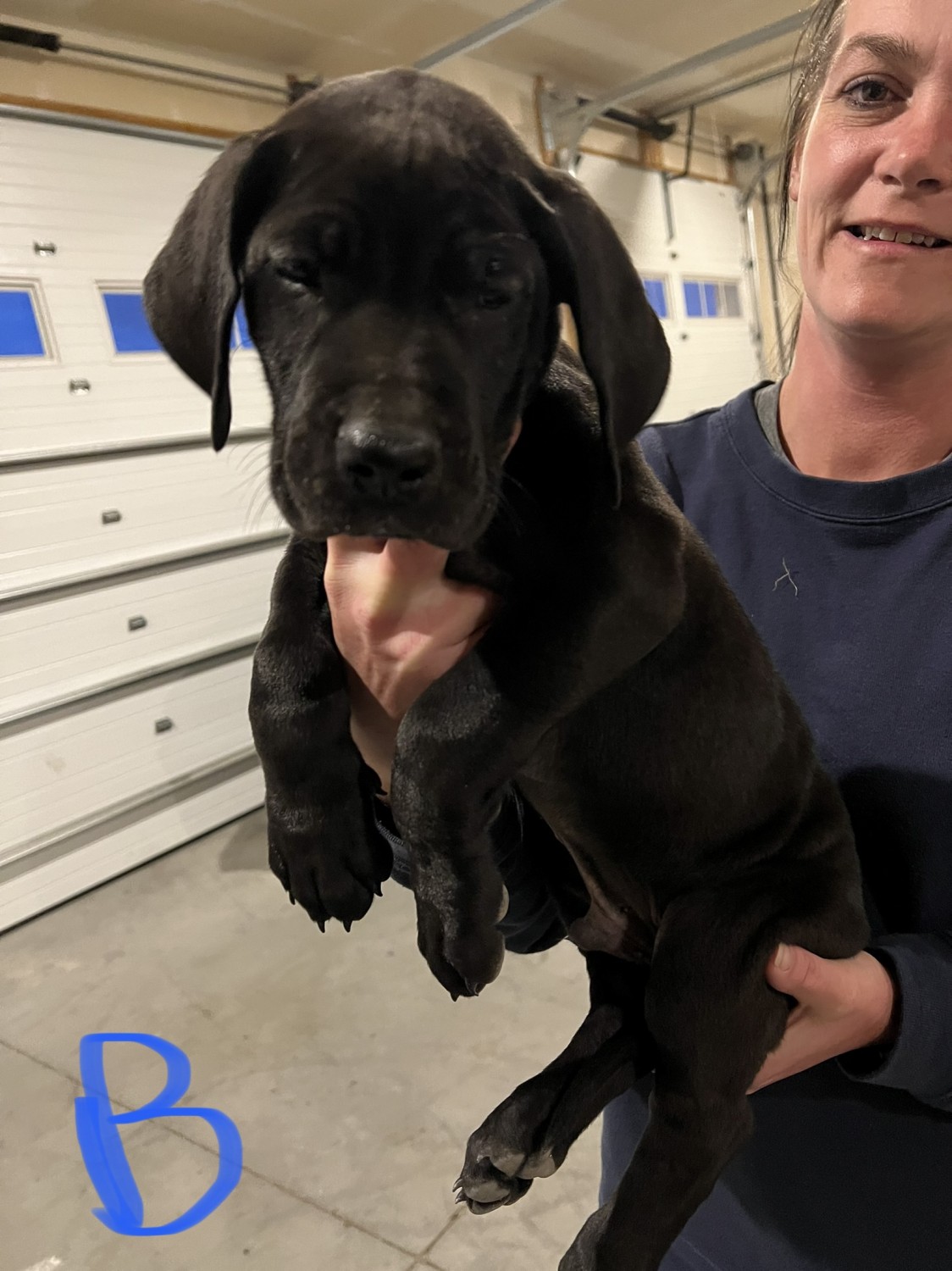Great Dane Puppies For Sale | Idaho Falls, ID #419178