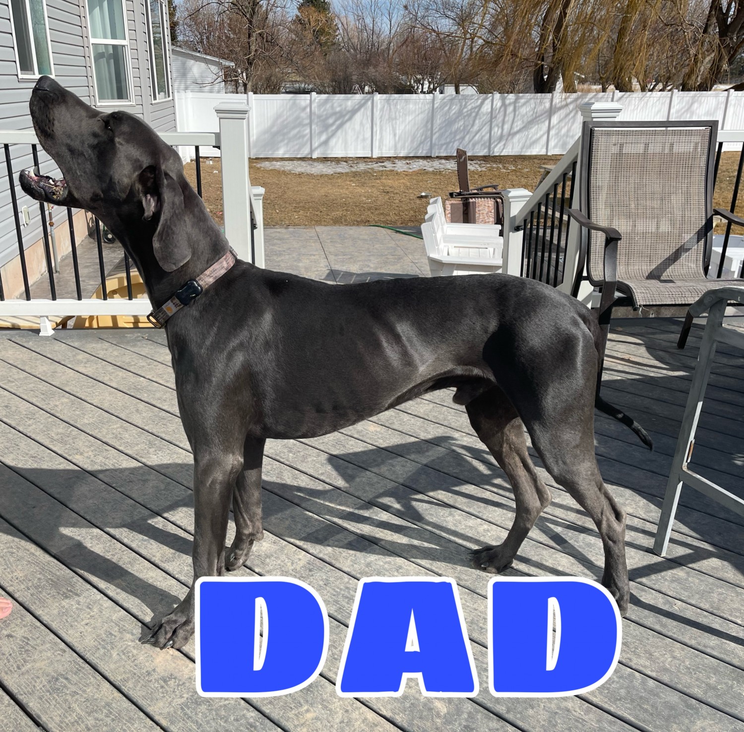 Great Dane Puppies For Sale | Idaho Falls, ID #419178