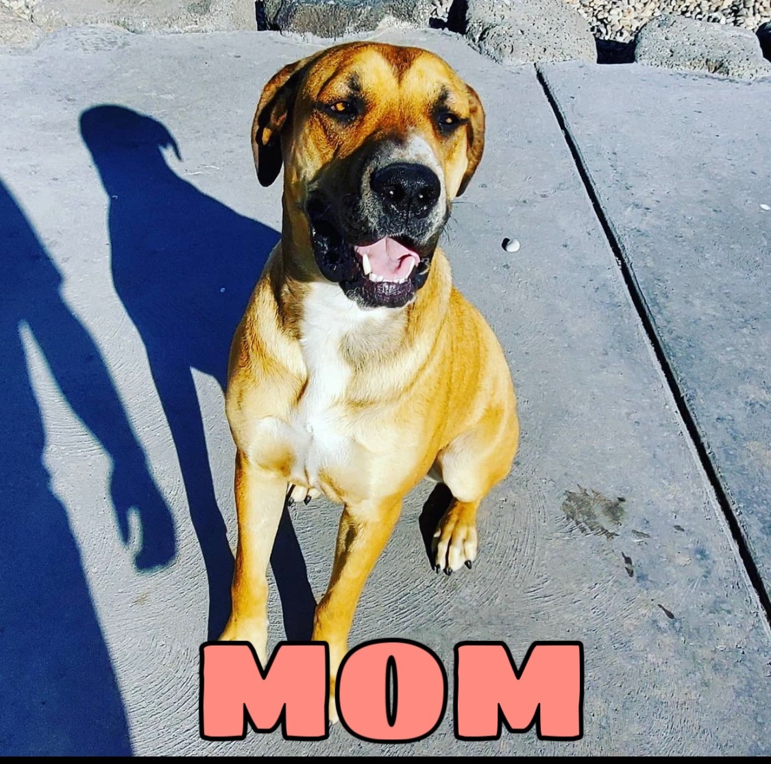 Great Dane Puppies For Sale | Idaho Falls, ID #419178