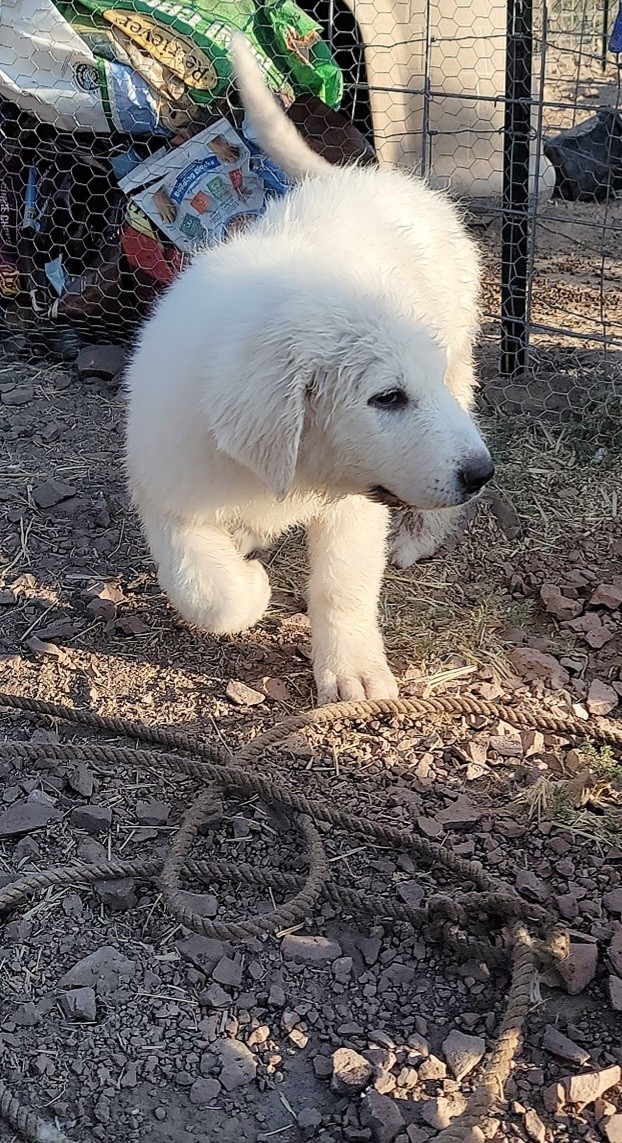 Great Pyrenees Puppies For Sale | Prescott, AZ #526906
