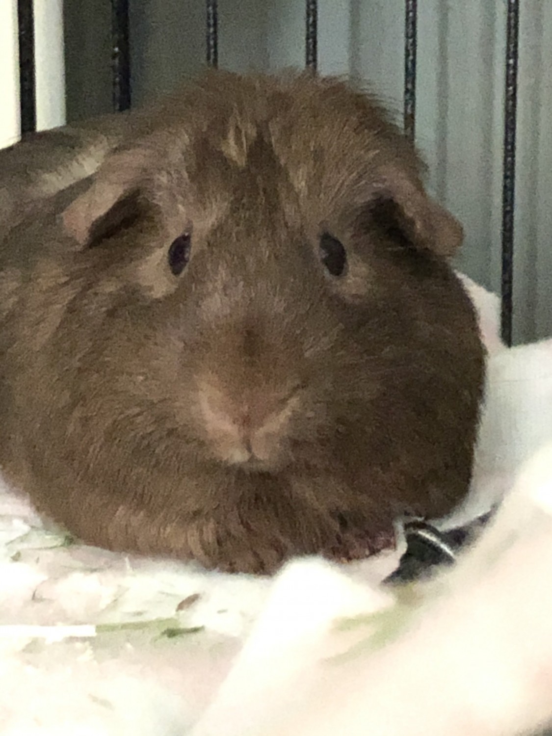 Greater Guinea Pig Rodents For Sale | Tucker, GA #438334