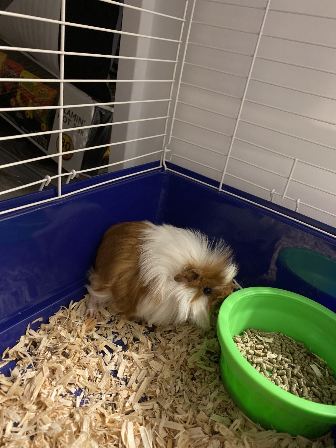 Greater Guinea Pig Rodents For Sale | Cochran, GA #334844