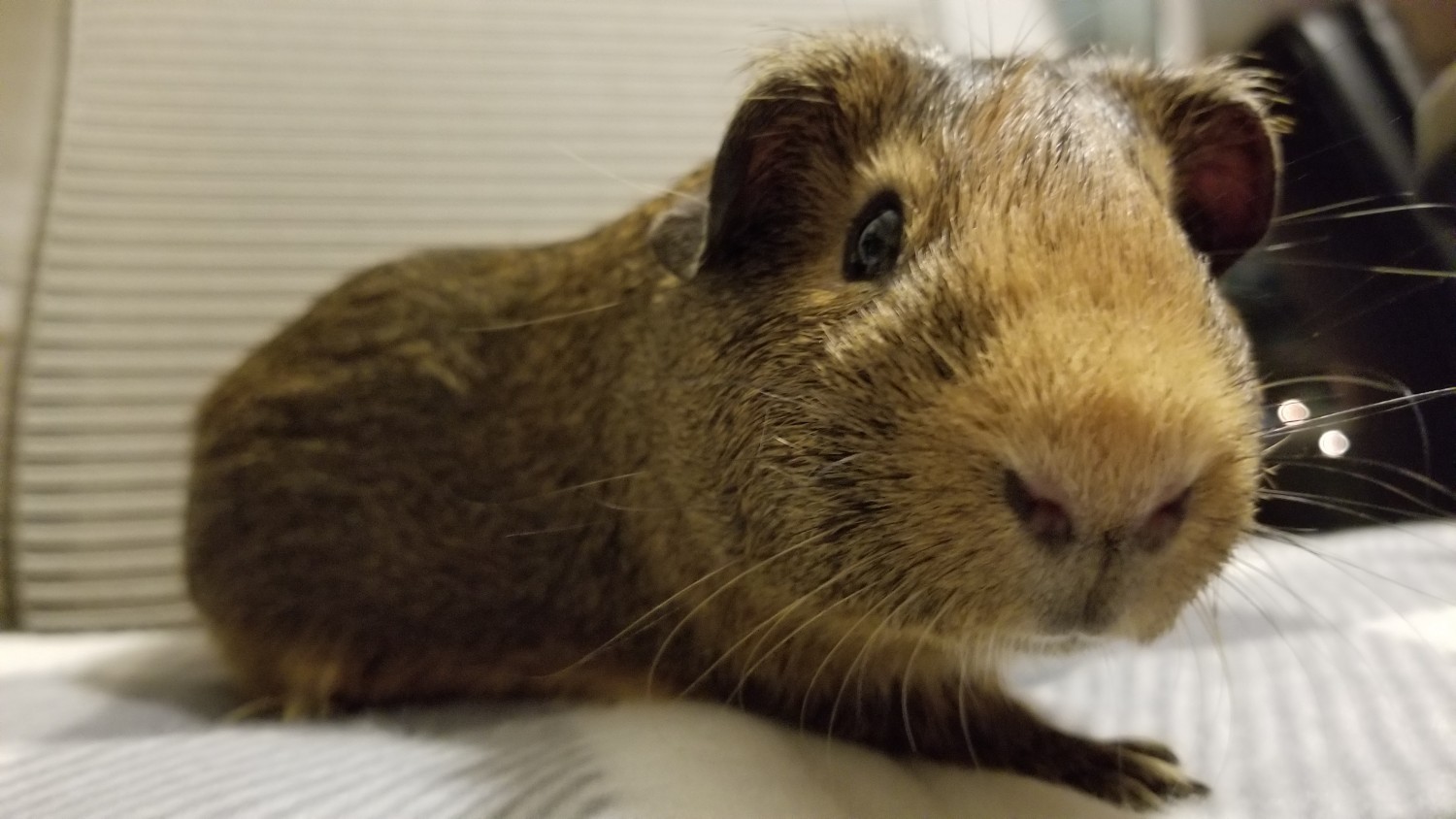 Guinea Pig Rodents For Sale | Anderson, SC #318207