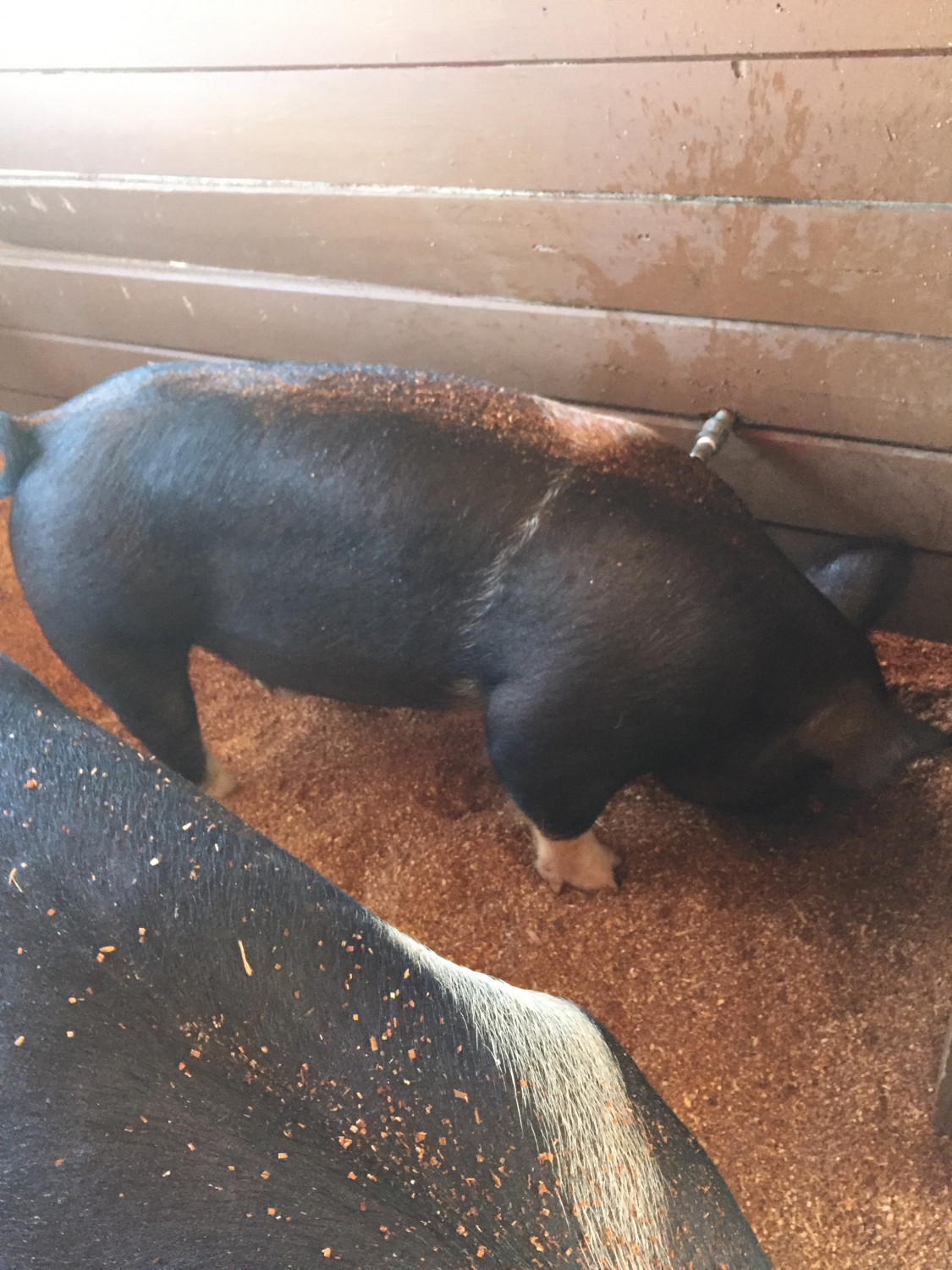 Hampshire Hog Animals For Sale | Yelm, WA #241072