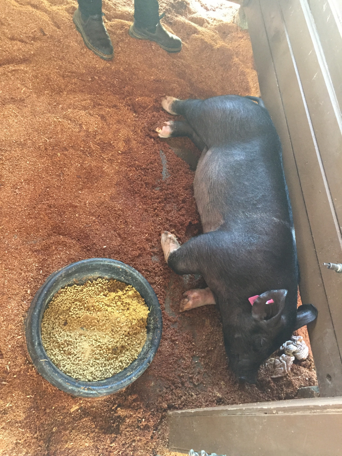 Hampshire Hog Animals For Sale | Yelm, WA #241072