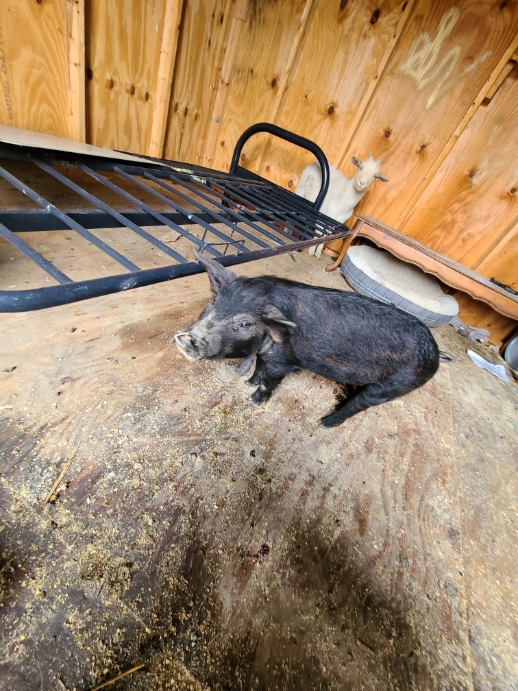 Hampshire Hog Animals For Sale | Morristown, TN #326125