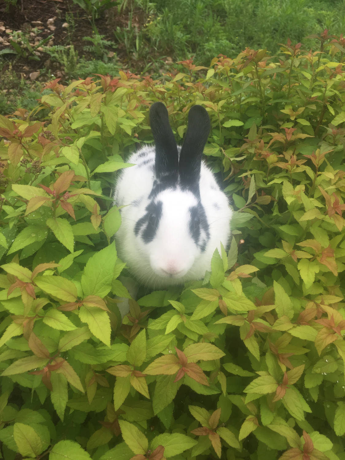 Havana Rabbits For Sale | Isanti, MN #302113 | Petzlover