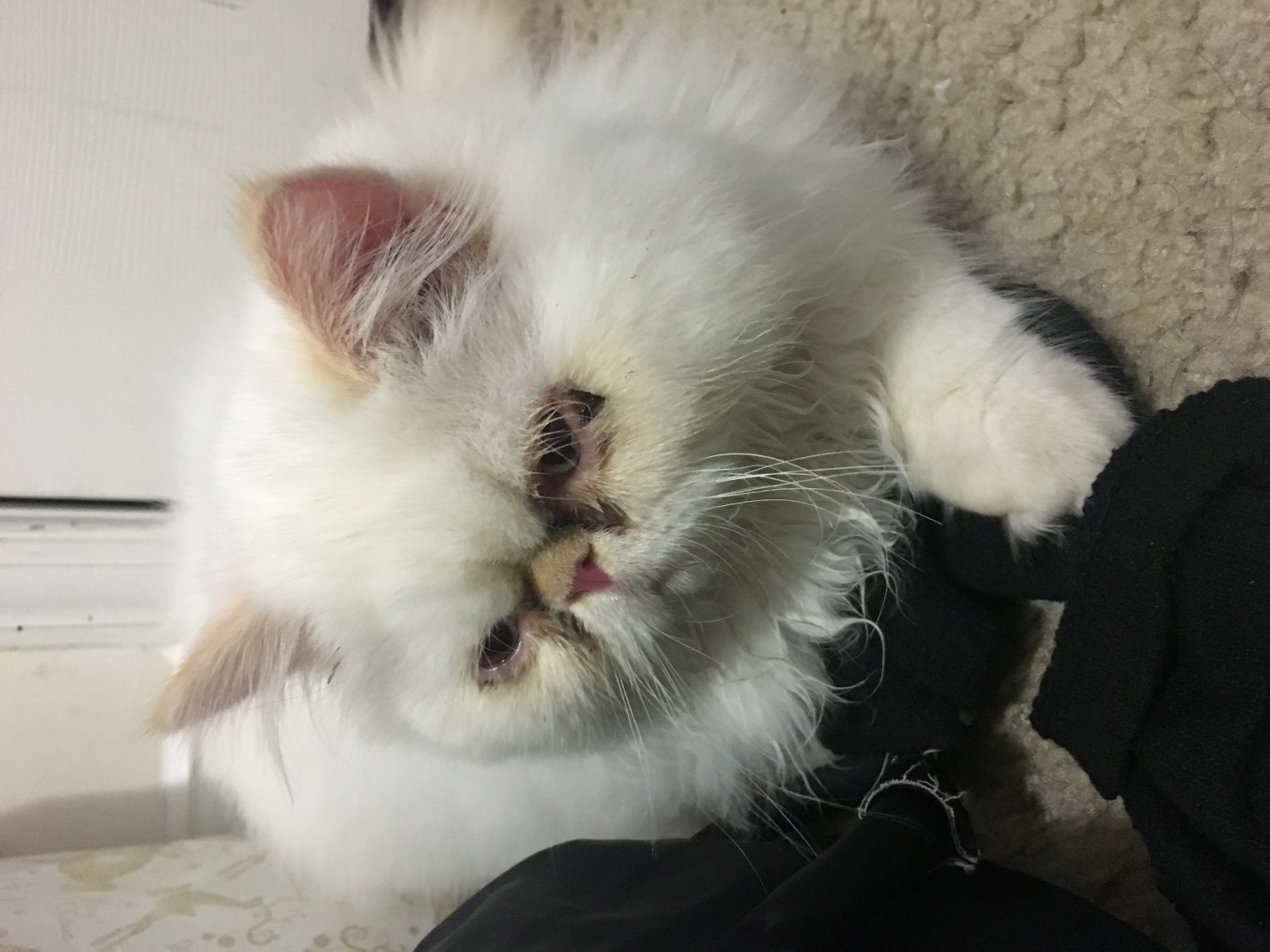 Himalayan Cats For Sale | Temple Hills, MD #174477