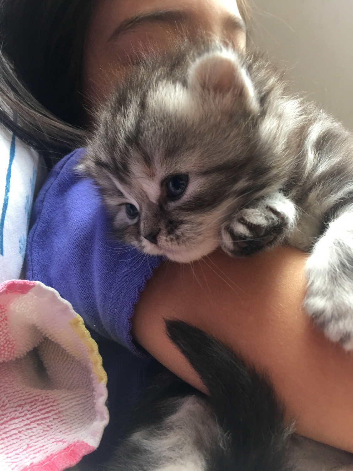 Himalayan Cats For Sale | Whatcom County, WA #272556