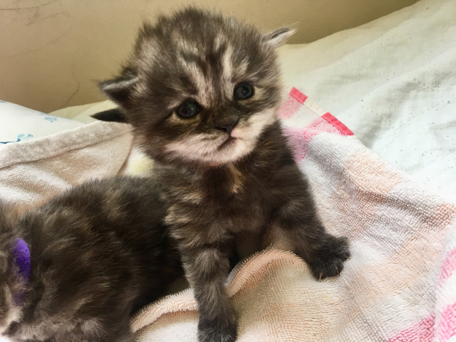 Himalayan Cats For Sale | Whatcom County, WA #272556