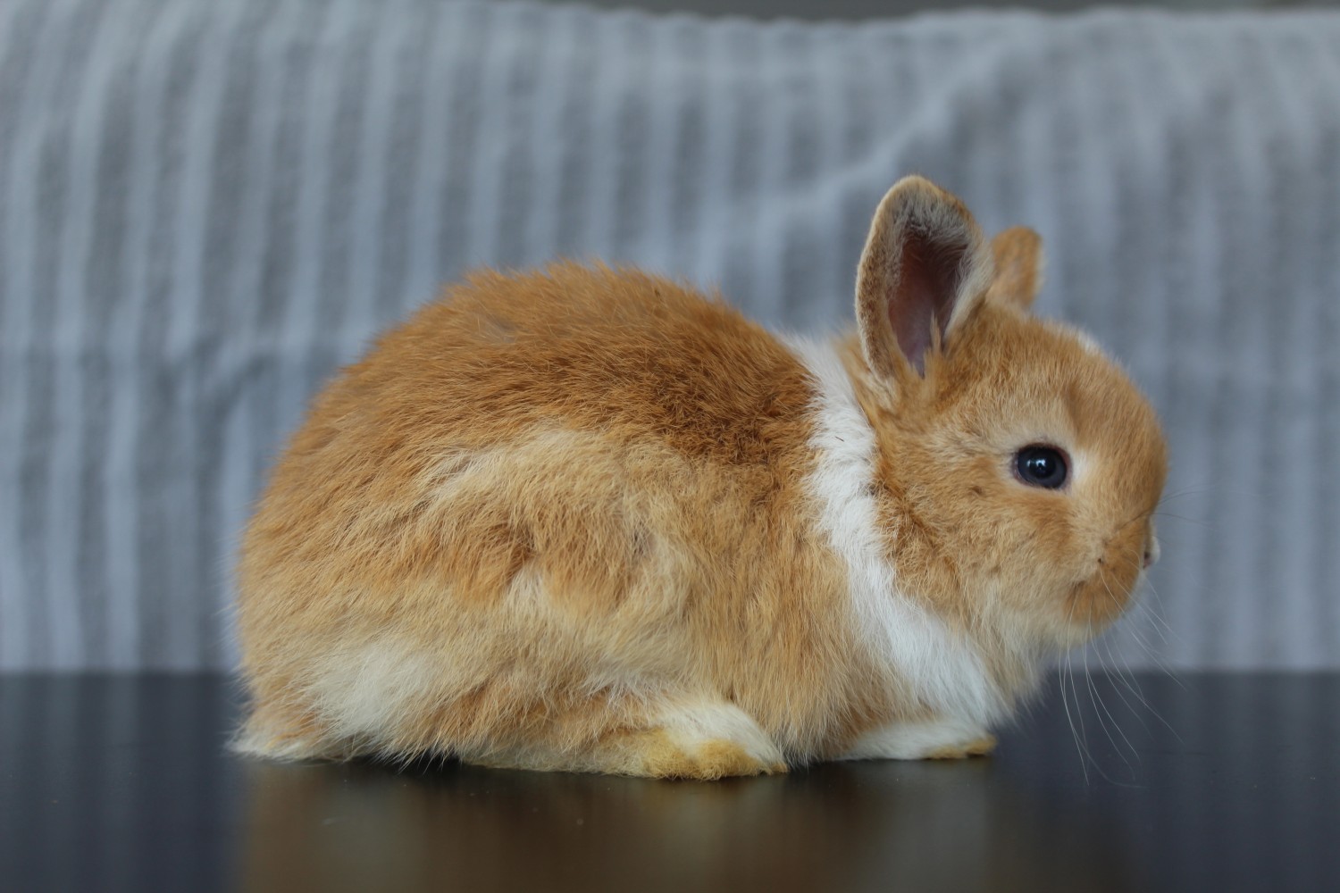 Holland Lop For Sale in United States (77) | Petzlover