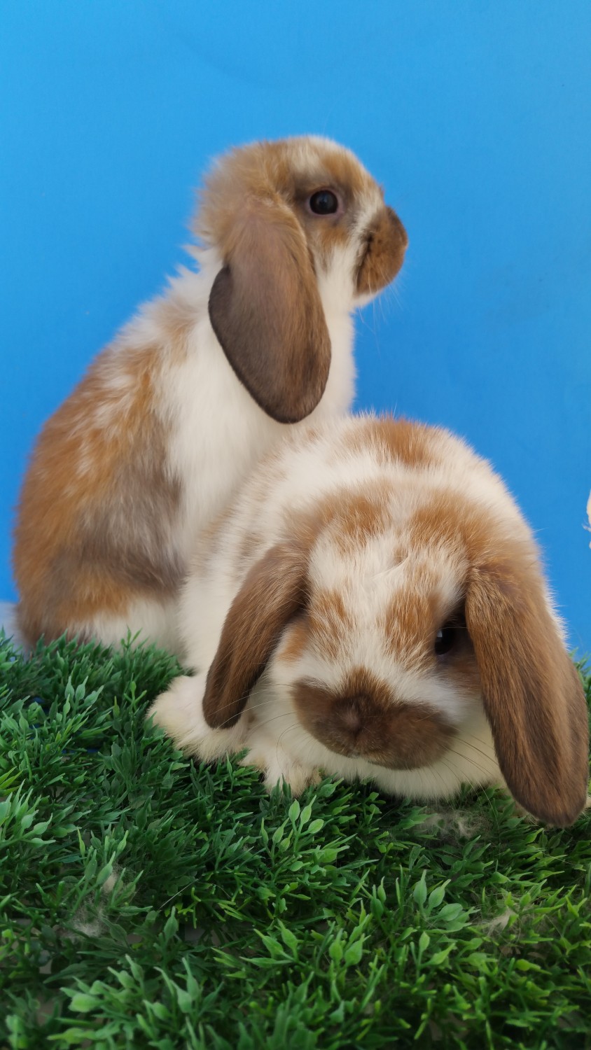 Holland Lop Rabbits For Sale | Riverside, CA #256694