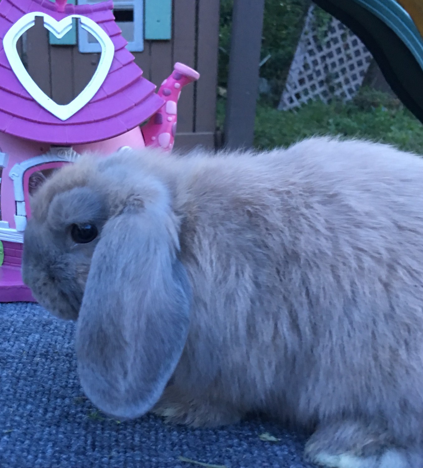 "Holland Lop" Rabbits For Sale | Orlando, FL #278238