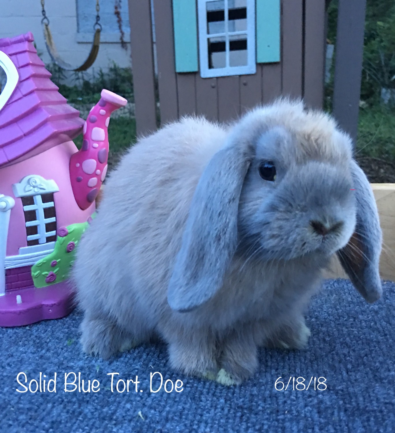 "Holland Lop" Rabbits For Sale | Orlando, FL #278238