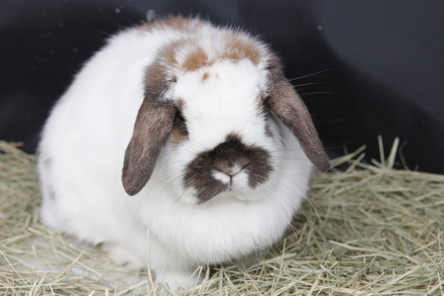 Holland Lop Rabbits For Sale | Riverside, CA #280198