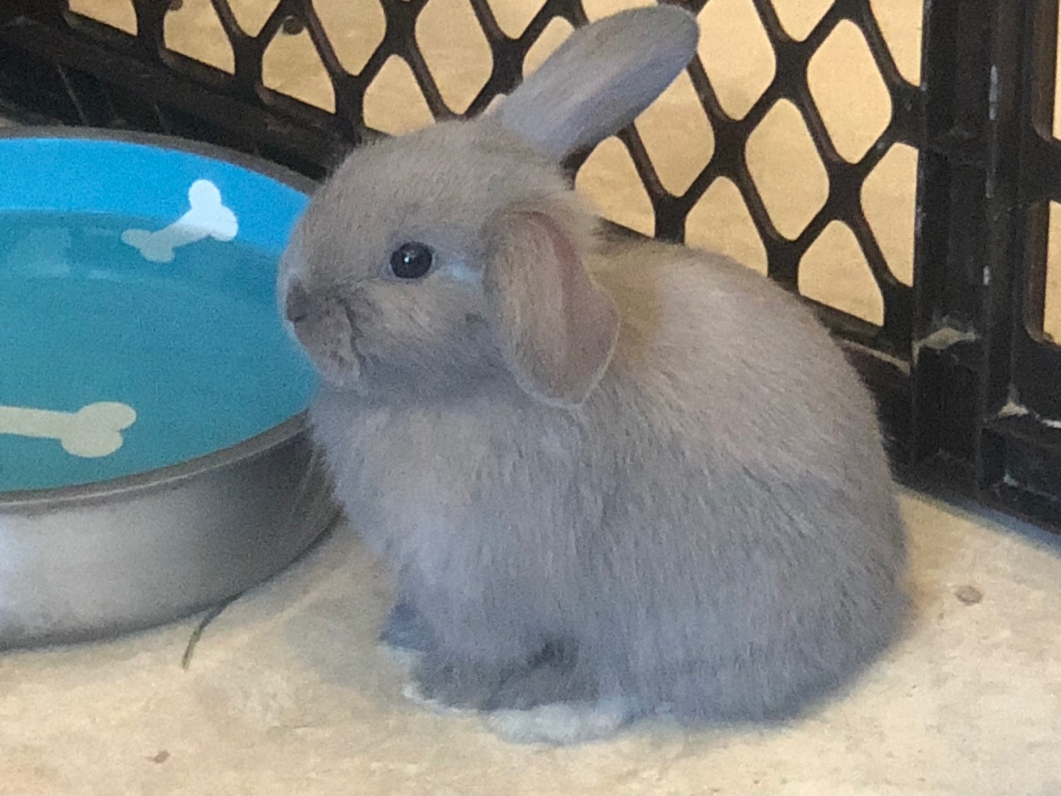 Holland Lop Rabbits For Sale | Hollywood, FL #285681