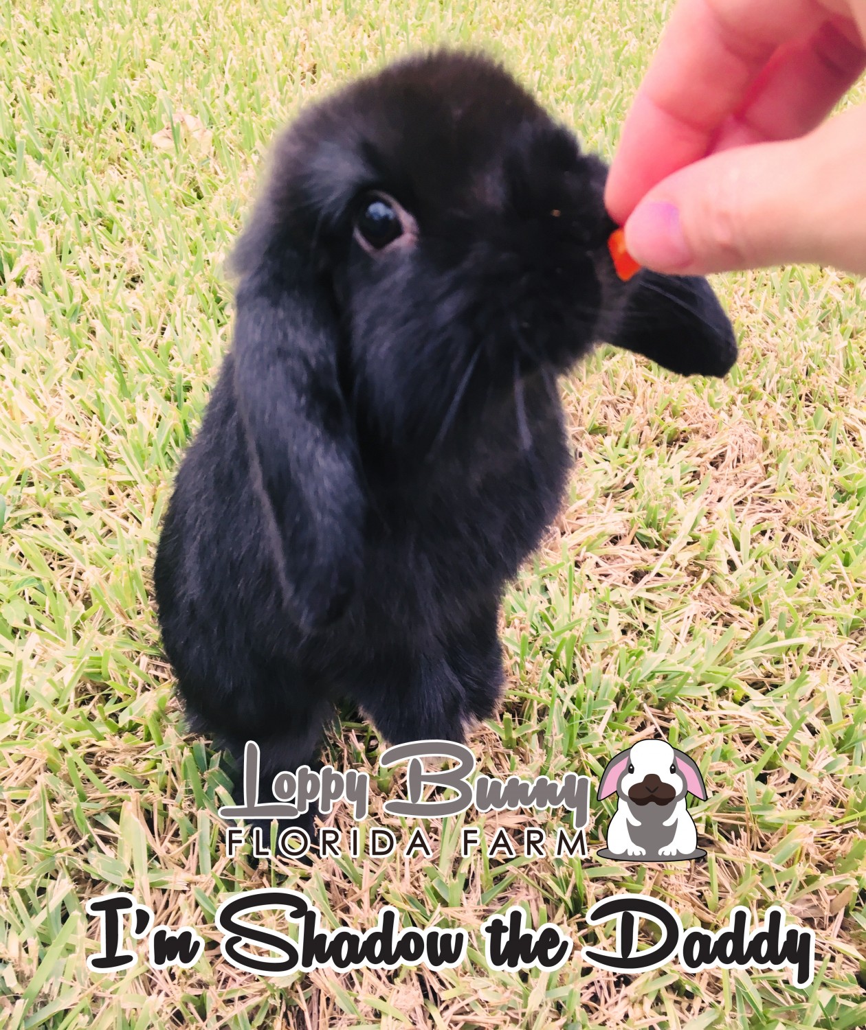 Holland Lop Rabbits For Sale | Palm Bay, FL #286414