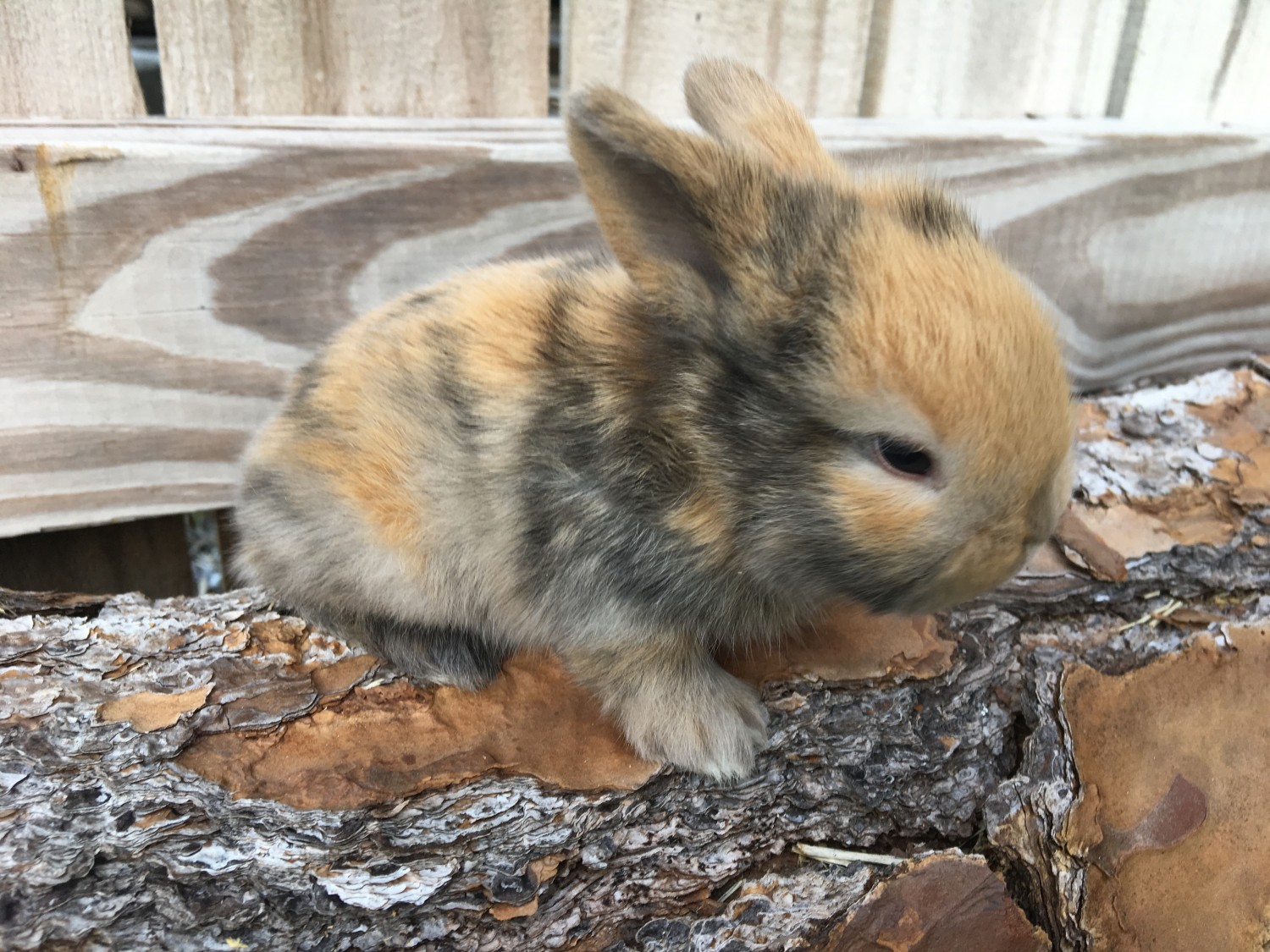 Holland Lop Rabbits For Sale | Palm Bay, FL #286414