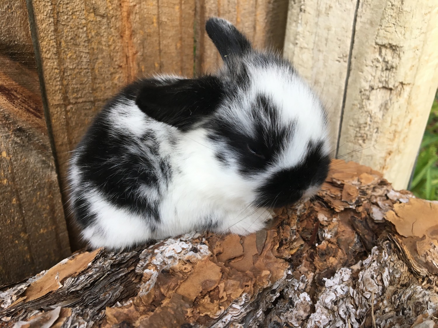 Holland Lop Rabbits For Sale | Palm Bay, FL #286414